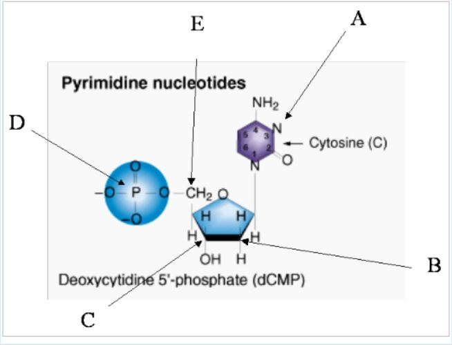 Solved The figure shows dCMP. If this molecule was in a | Chegg.com