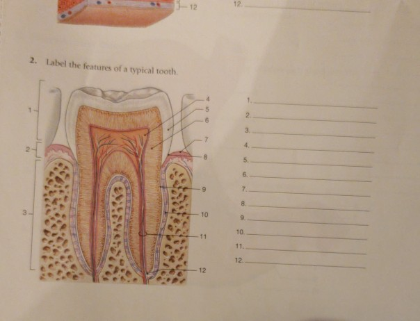 Solved 12 2. Label the features of a typical tooth 6. 10 9. | Chegg.com