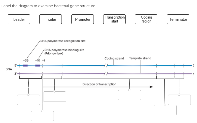 Solved Label the diagram to examine bacterial gene | Chegg.com