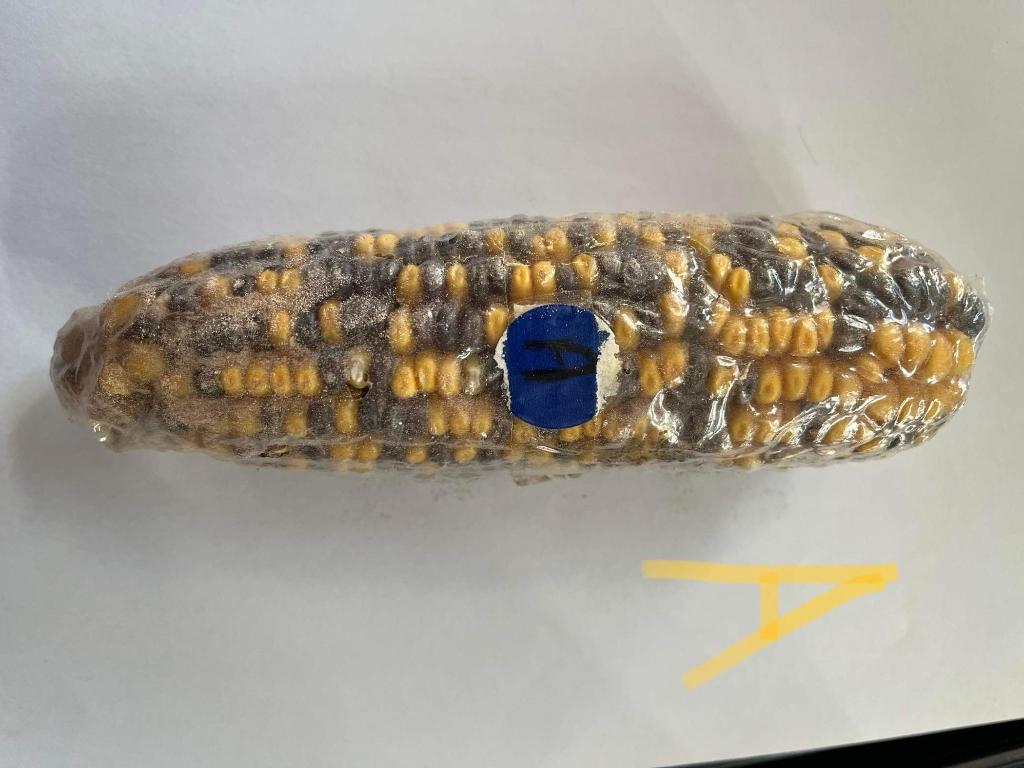 Solved Corn Genetics Corn plants are useful in genetics | Chegg.com