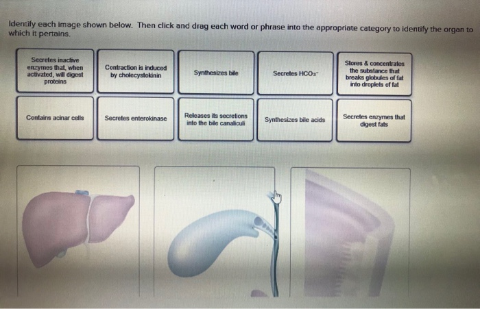 Solved Identify each image shown below. Then click and drag | Chegg.com