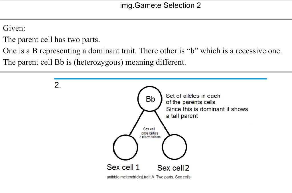 Solved img. Gamete Selection 1 Given: The parent cell has | Chegg.com