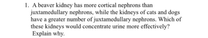 Solved 1. A beaver kidney has more cortical nephrons than | Chegg.com