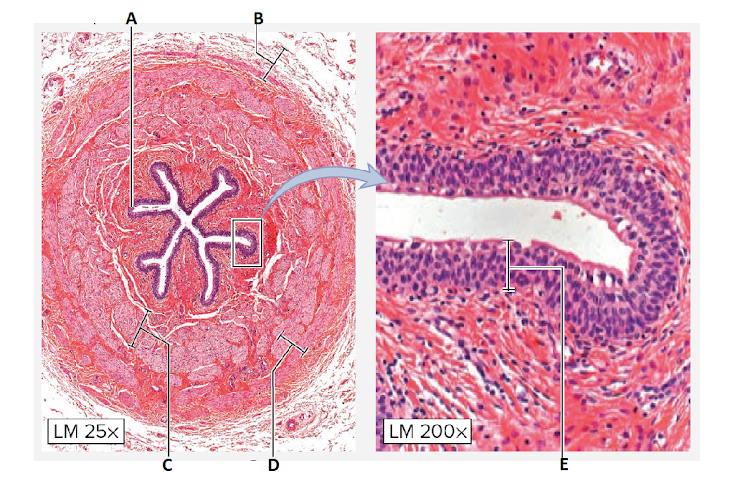 Ureter Histology Labeled