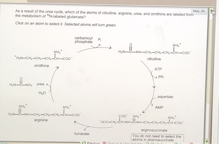 Solved Map dd As a result of the urea cycle, which of the | Chegg.com