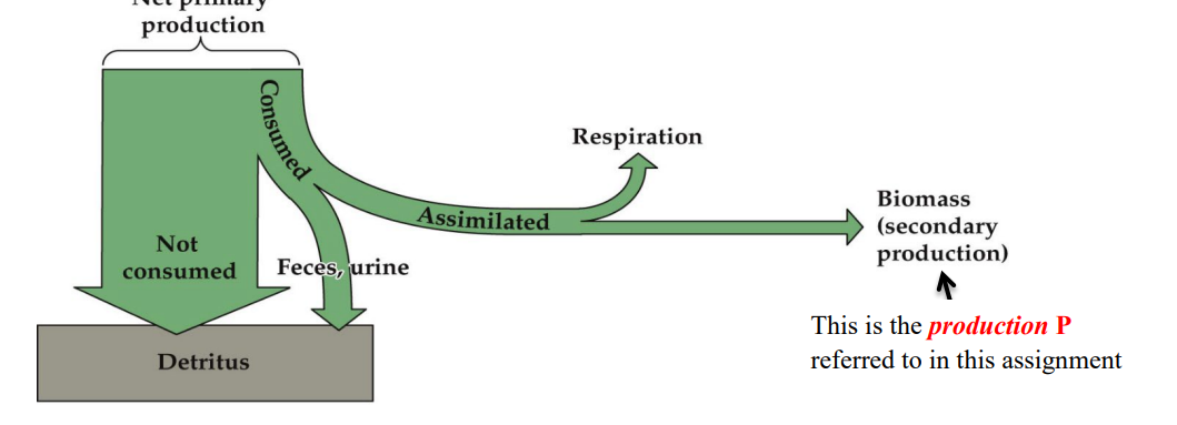 Solved Assignment: Calculate assimilation efficiency and | Chegg.com