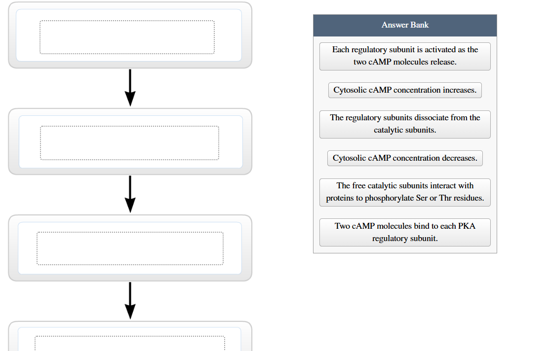 Solved Each regulatory subunit is activated as the two cAMP | Chegg.com