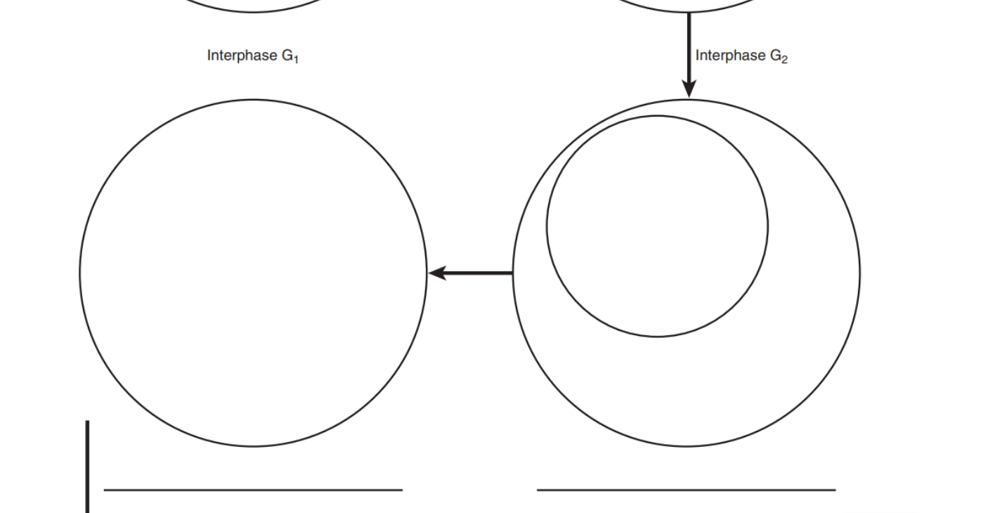 Solved Lab Drawings: Plant and Animal Cell Mitosis The rest | Chegg.com