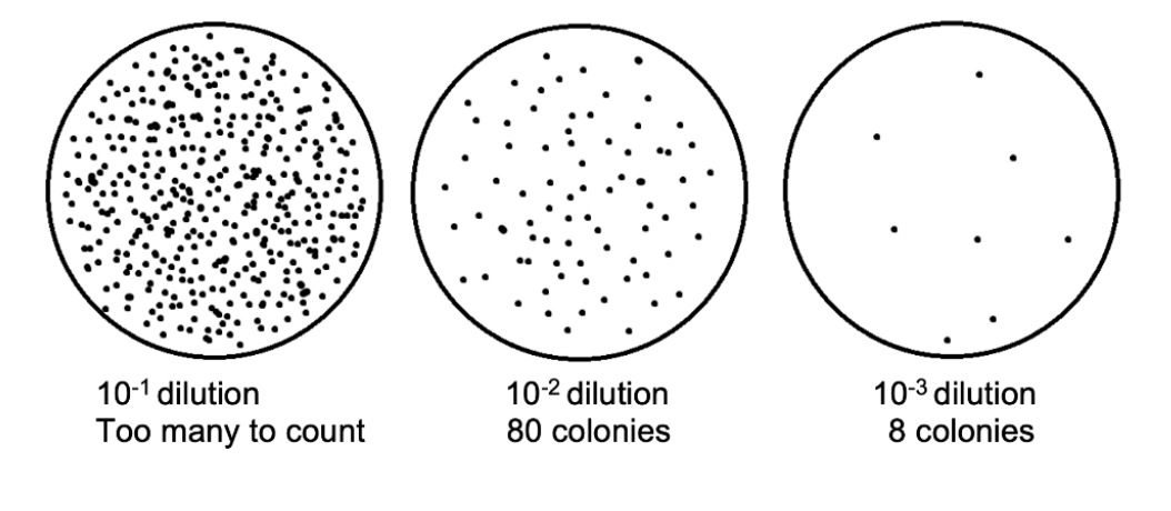 Solved You made 10-fold serial dilutions of a bacterial | Chegg.com