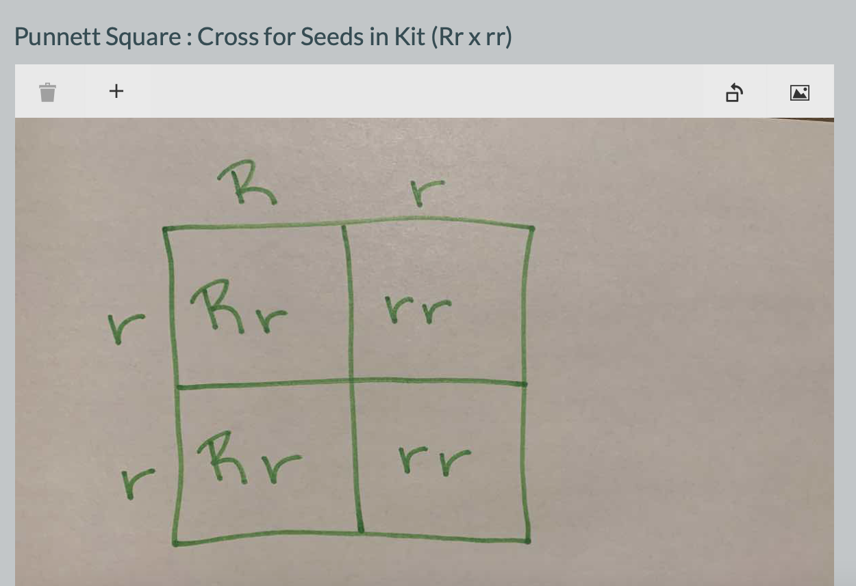 Solved 4. Punnett Square 1 described a cross between a | Chegg.com