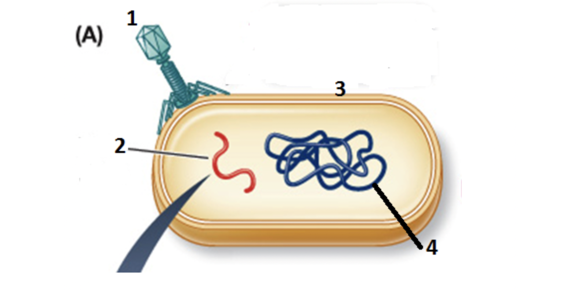 Solved Match the descriptions to the numbers: A. Viral | Chegg.com