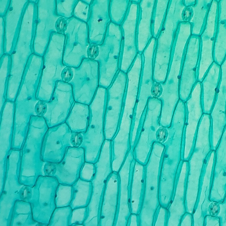 Solved Label the guard cells, subsidiary cells, and the | Chegg.com