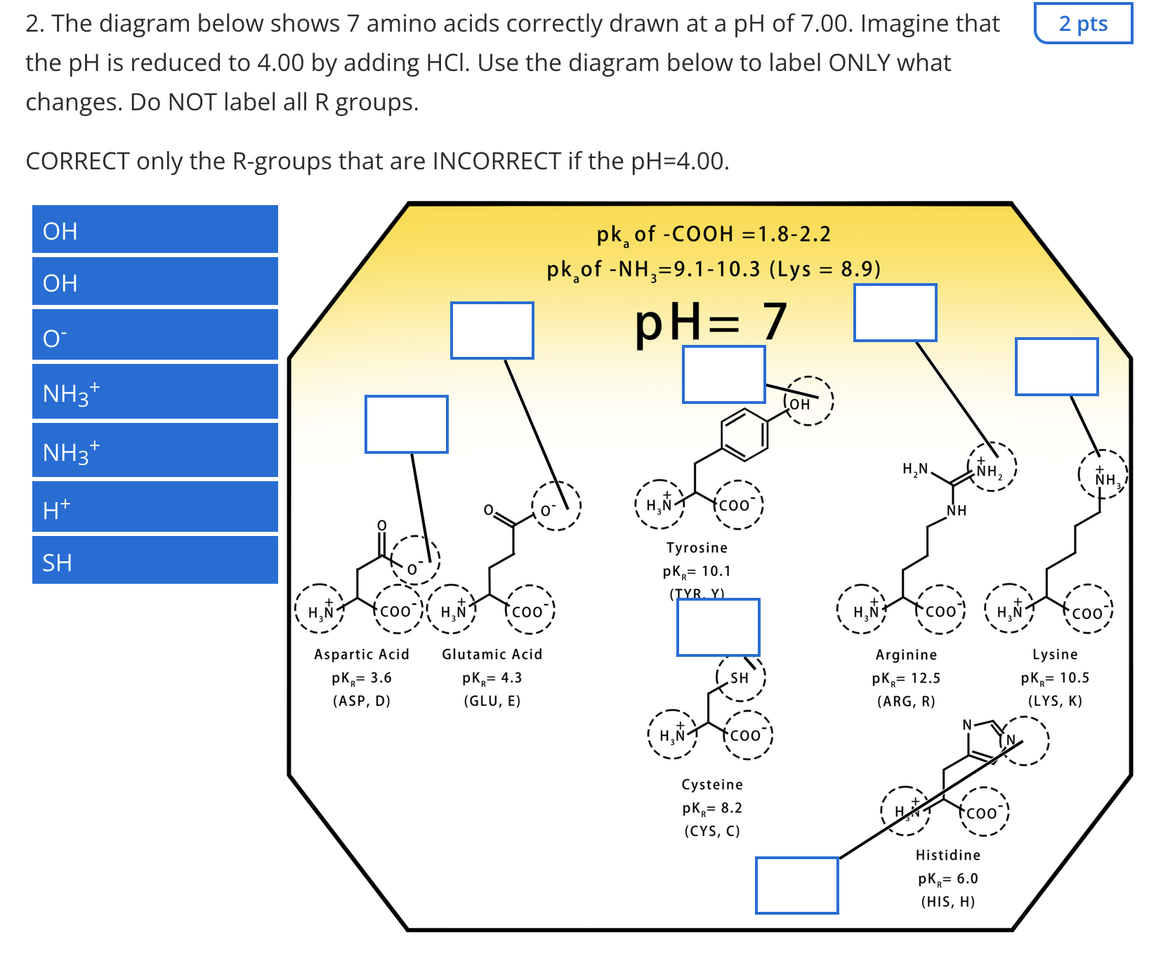Solved The diagram below shows 7 ﻿amino acids correctly | Chegg.com