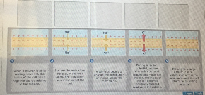 Solved Na Na+ Na when a neuron is at its Sodium channels | Chegg.com