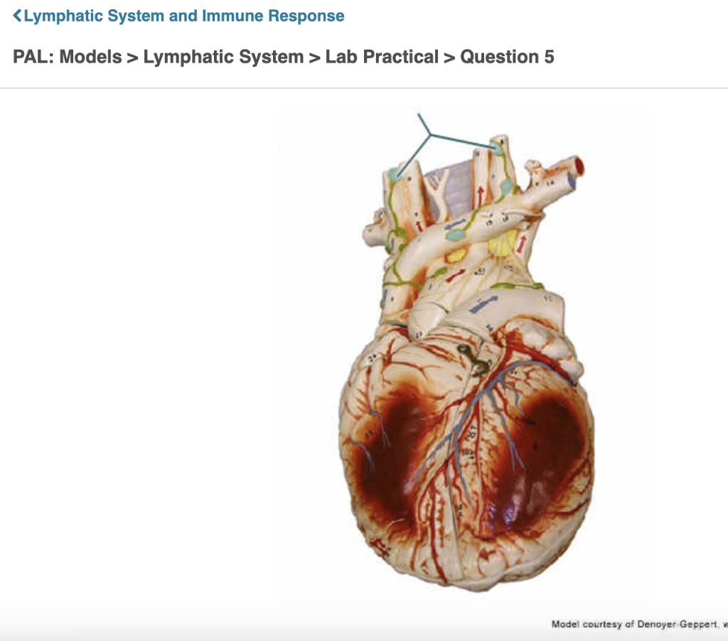 PAL: Models > Lymphatic System > Lab Practical > | Chegg.com