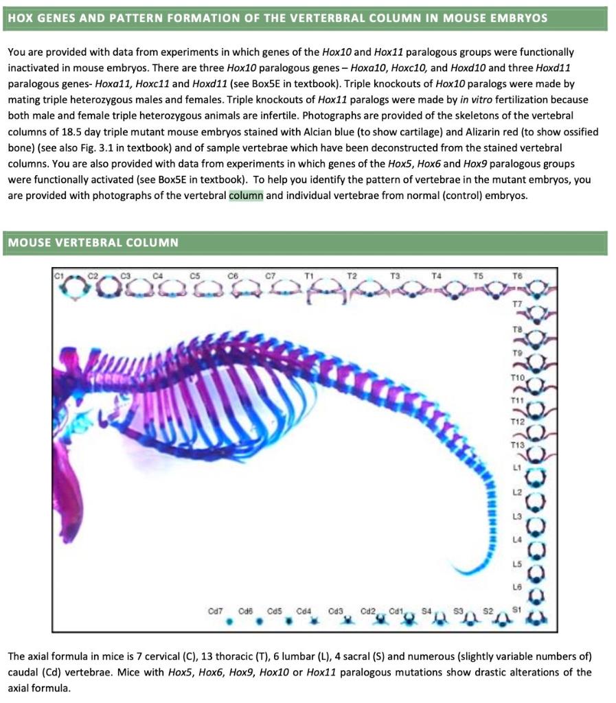 Q: Identify the sequence of vertebrae in the | Chegg.com
