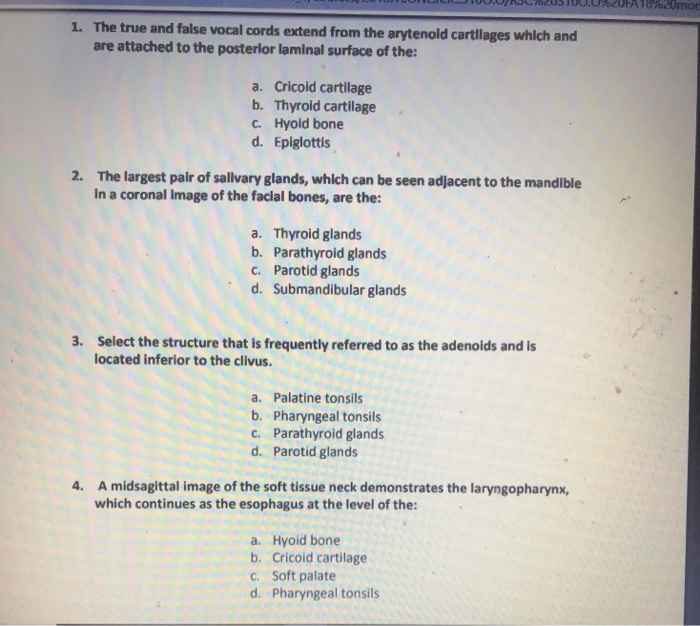 True And False Vocal Cords Model