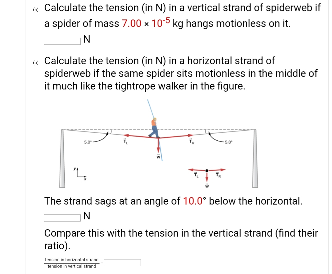 Solved (a) Calculate the tension (in N) in a vertical strand | Chegg.com