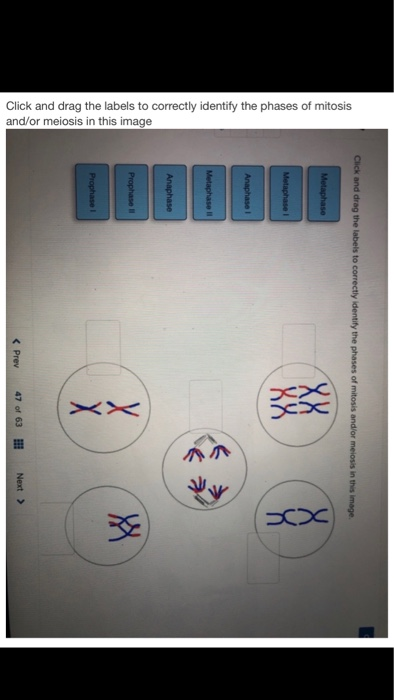 Solved Click and drag the labels to correctly identify the | Chegg.com
