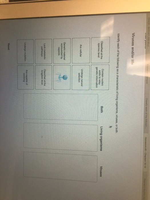 Solved Viruses and/or life Identify each of the following | Chegg.com