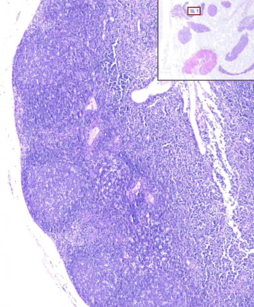 Solved Images of H&E and MT stained sections. May I have | Chegg.com
