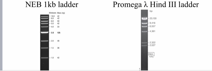 Solved Remove the gel from the apparatus and image on a UV | Chegg.com