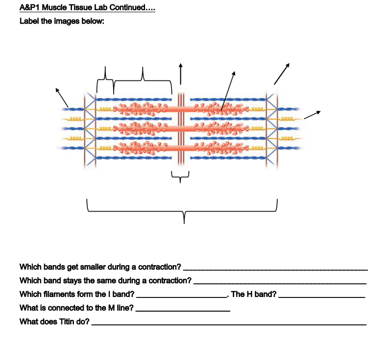 Solved A\&P1 Muscle Tissue Lab Continued.... Label the | Chegg.com