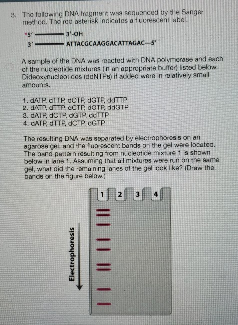 Solved 3. The following DNA fragment was sequenced by the | Chegg.com