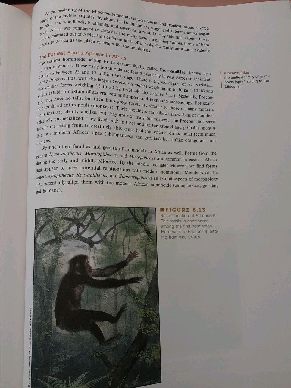 Solved Primate Evolution: For primates, a general sequence | Chegg.com