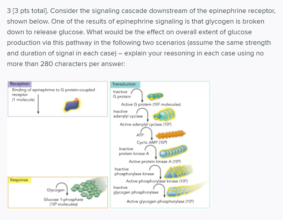 Solved 3 [3 pts total]. Consider the signaling cascade | Chegg.com