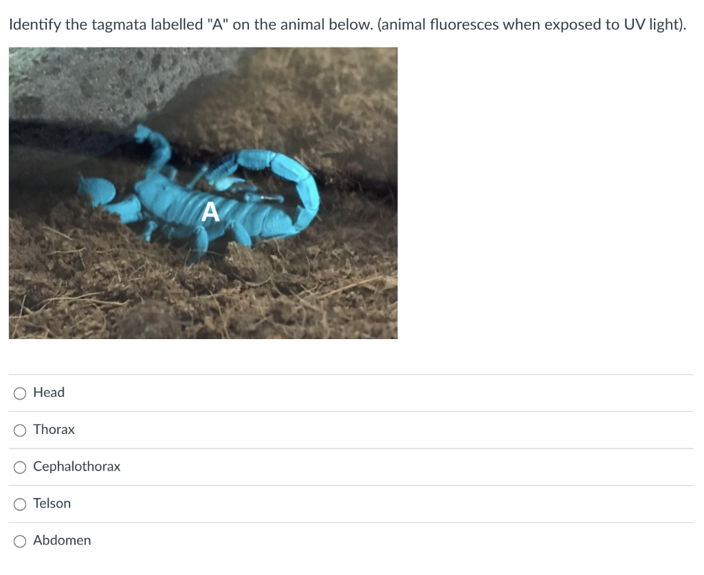 Solved Identify the tagmata labelled "A" on the animal | Chegg.com