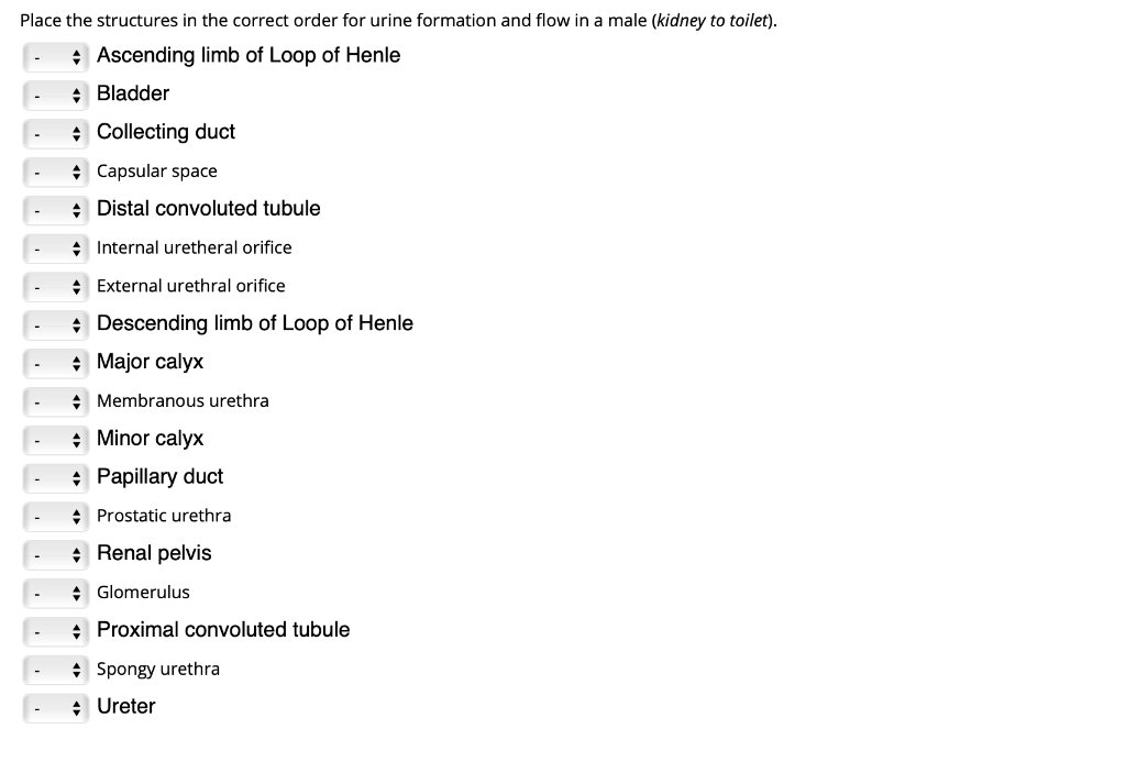 Solved Place the structures in the correct order for urine | Chegg.com