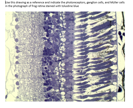 Solved Please provides the labels on the picture provided | Chegg.com