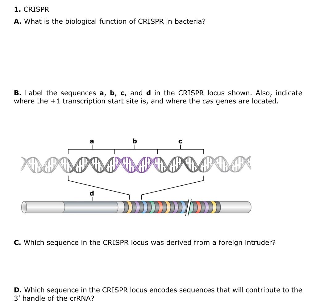 Solved CRISPR What is the biological function of CRISPR in | Chegg.com