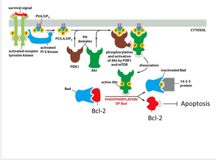 Questions 1-3: You are studying the development of | Chegg.com