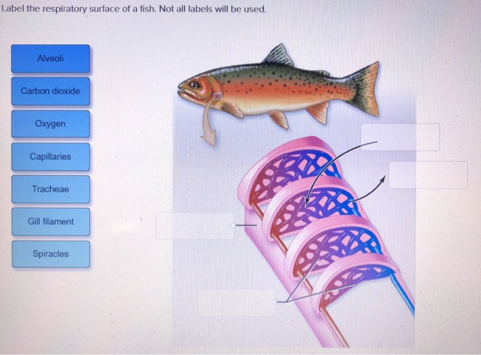 Solved Label the respiratory surface of a fish. Not all | Chegg.com