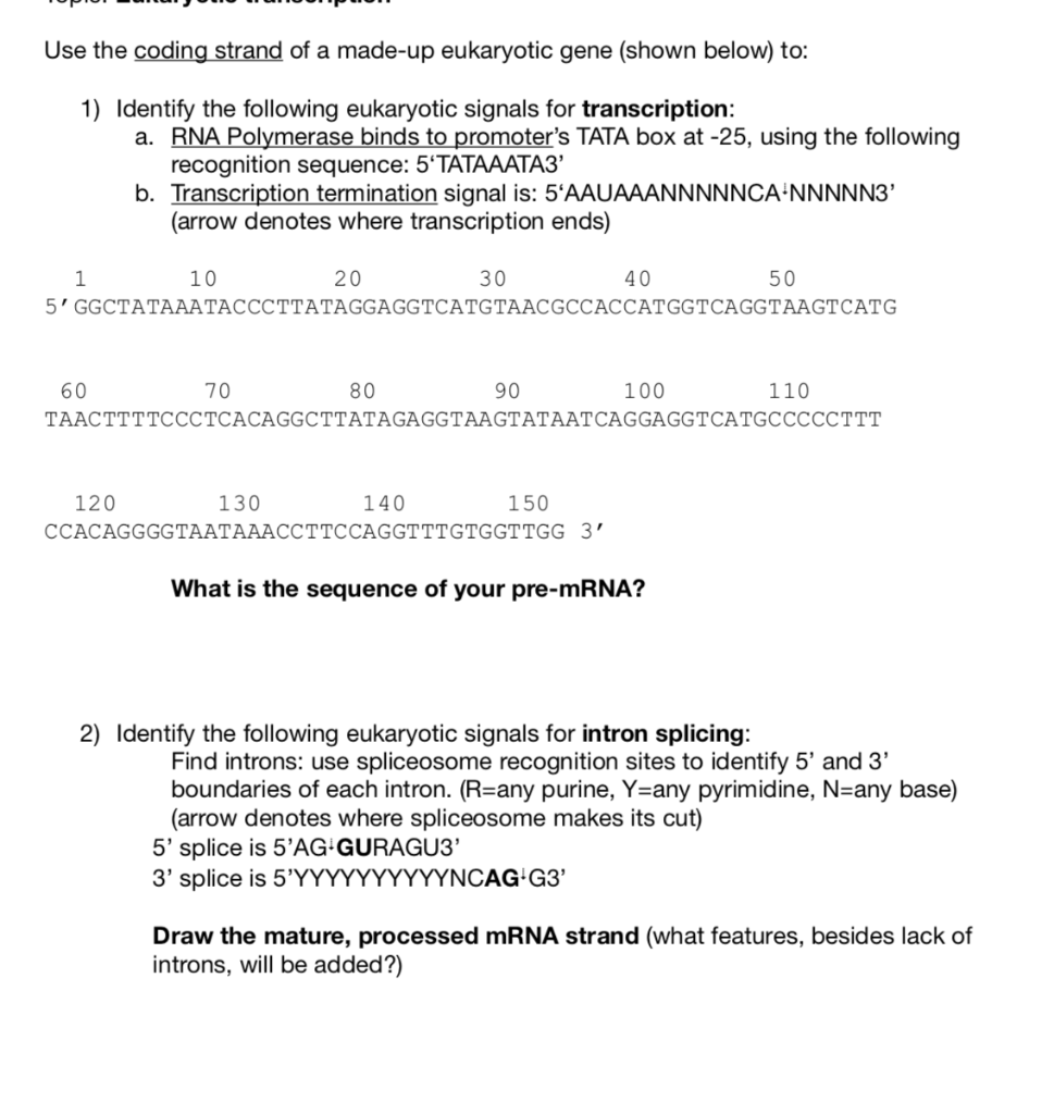 Solved Use the coding strand of a made-up eukaryotic gene | Chegg.com
