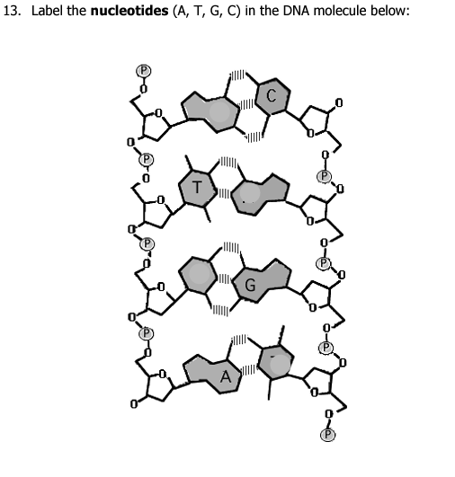 Solved Label the nucleotides (A,T,G,C) ﻿in the DNA molecule | Chegg.com