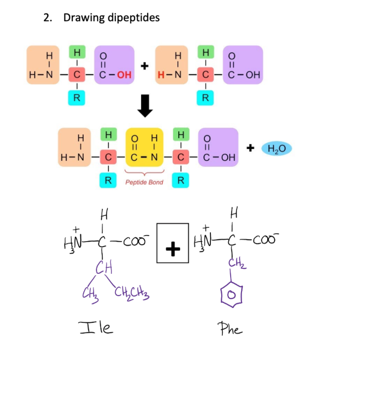 Solved 2. Drawing dipeptides H 1 H-N-C-C-OH 1 R Z-I O=0 Z-I | Chegg.com
