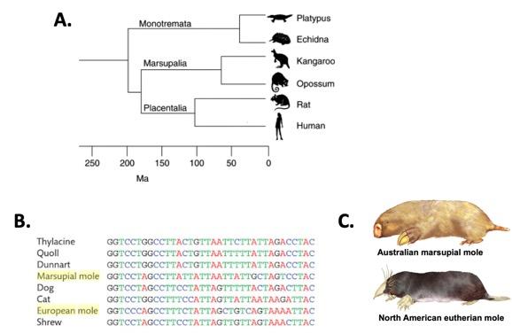 Solved Figure A shows an evolutionary tree of marsupial and | Chegg.com
