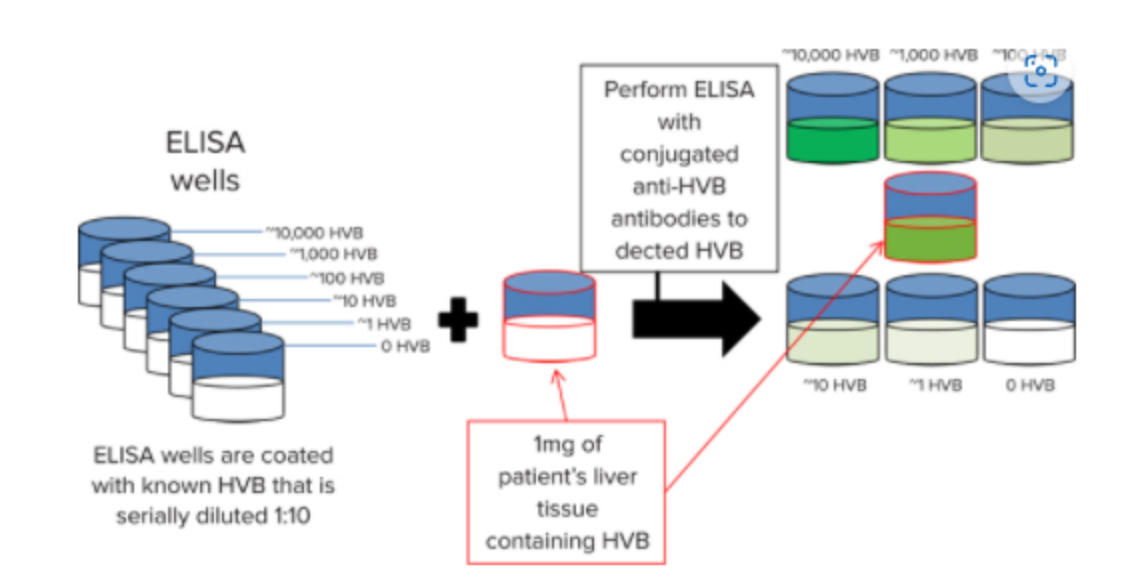 Solved A. List the steps of an indirect ELISA. What are | Chegg.com