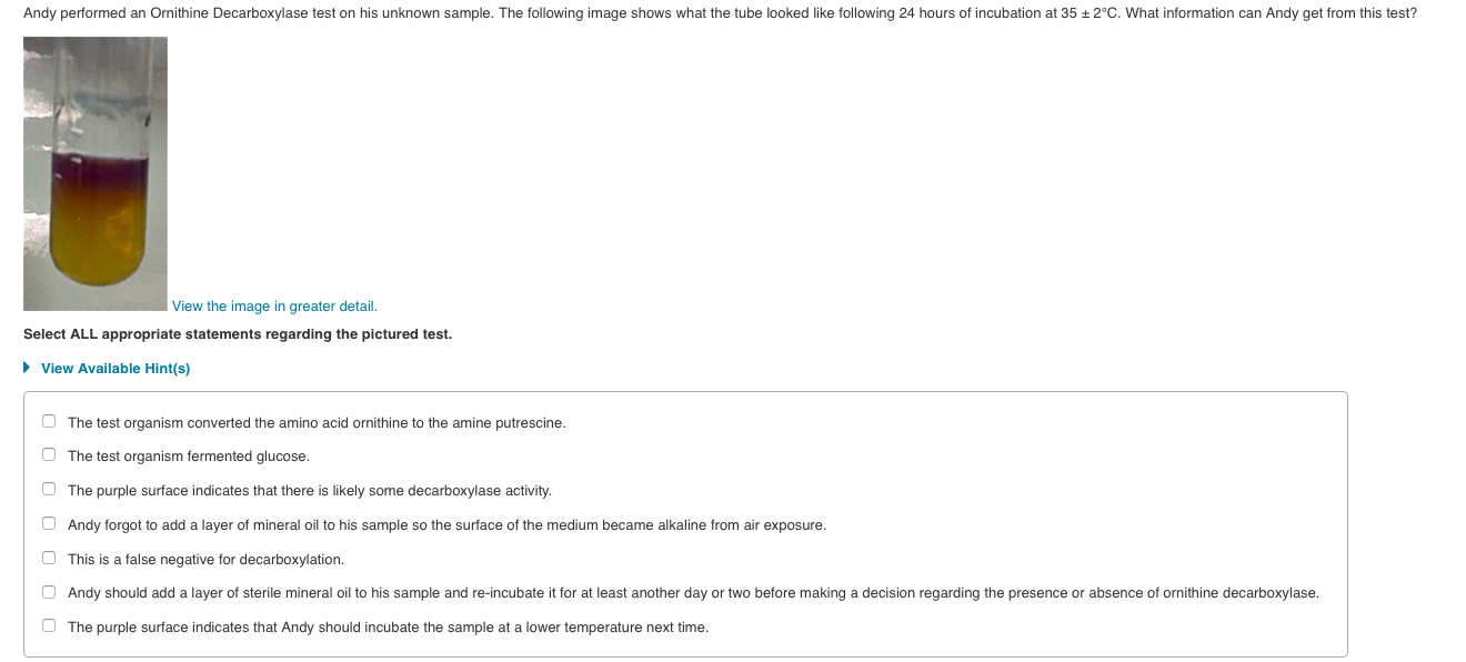 Solved Andy performed an Ornithine Decarboxylase test on his | Chegg.com