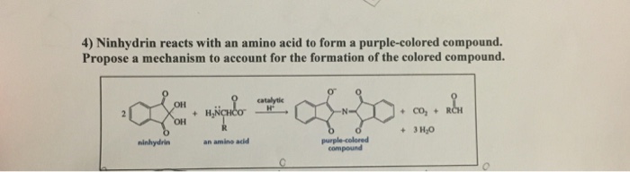 Solved 4) Ninhydrin reacts with an amino acid to form a | Chegg.com