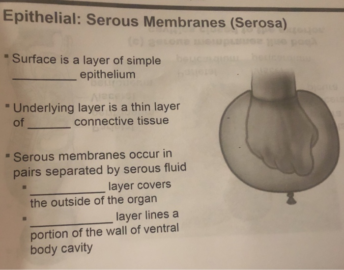 Solved Epithelial: Serous Memb ranes (Serosa) Surface is a | Chegg.com