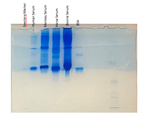 Draw a box around the most abundant protein on your | Chegg.com