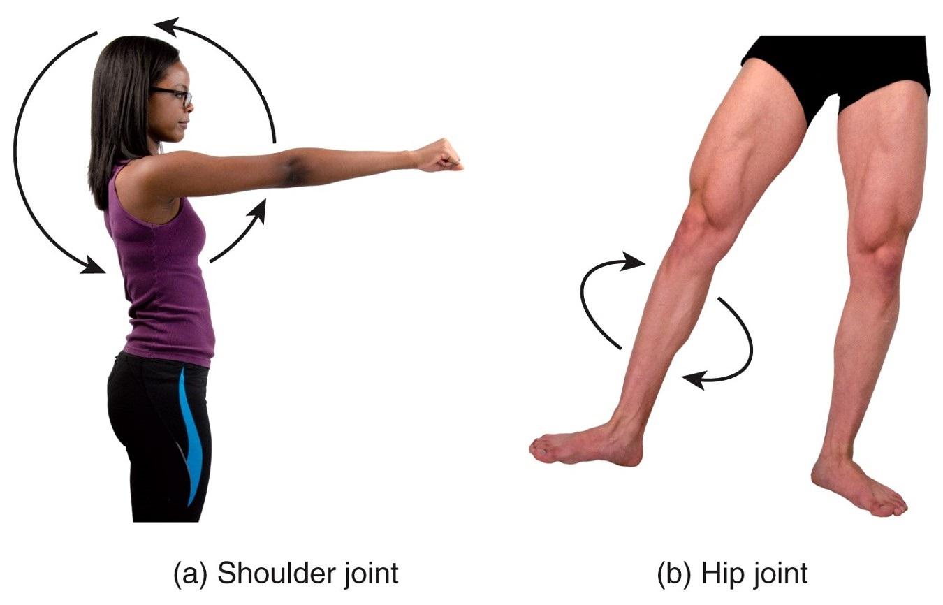 Circumduction Anatomy