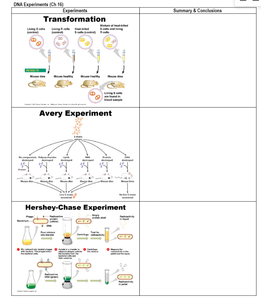 Solved DNA Experiments (Ch 16) Experiments Transformation | Chegg.com