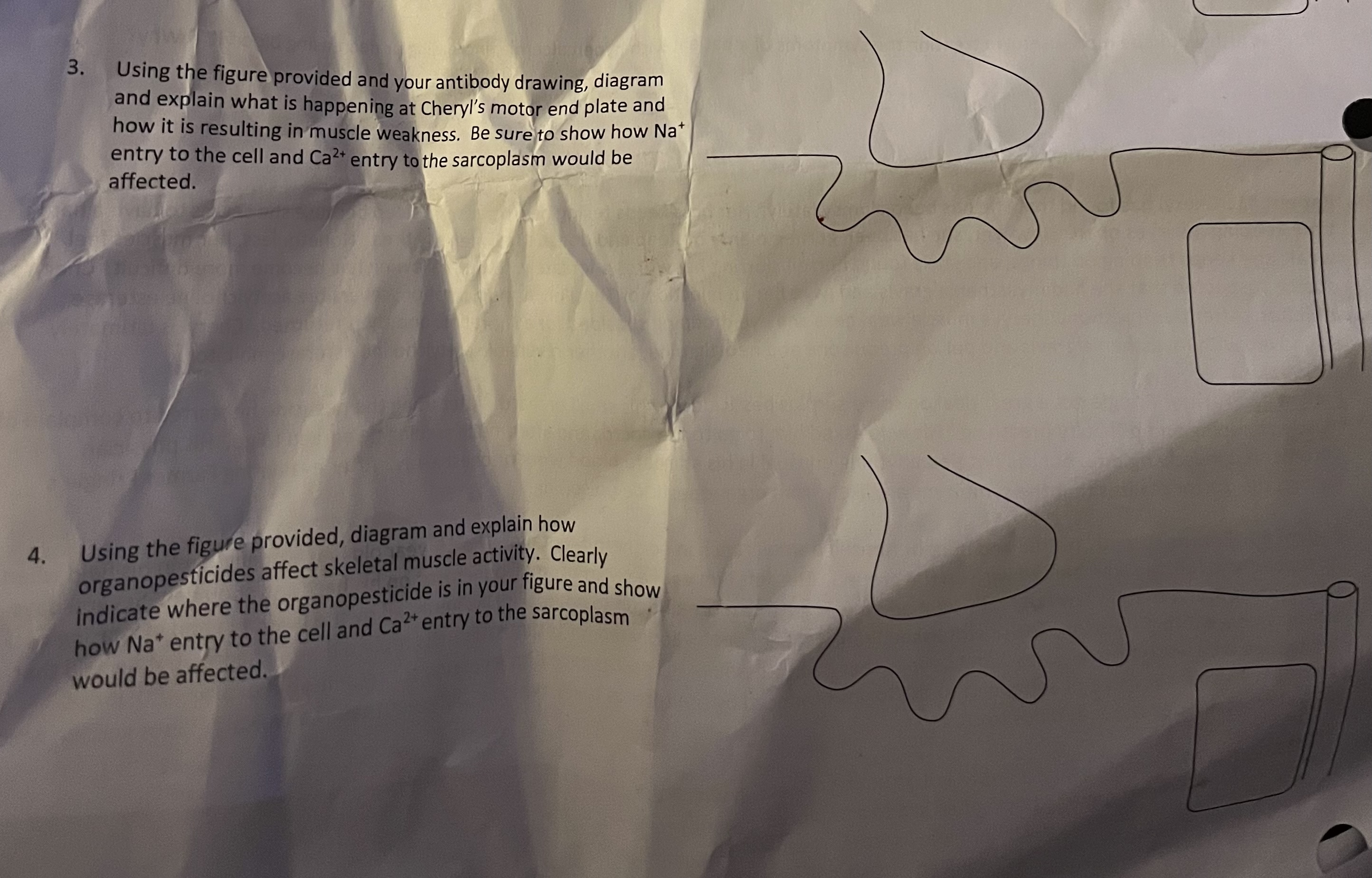 Solved targets. Tetanus toxin comes from the bacterium | Chegg.com