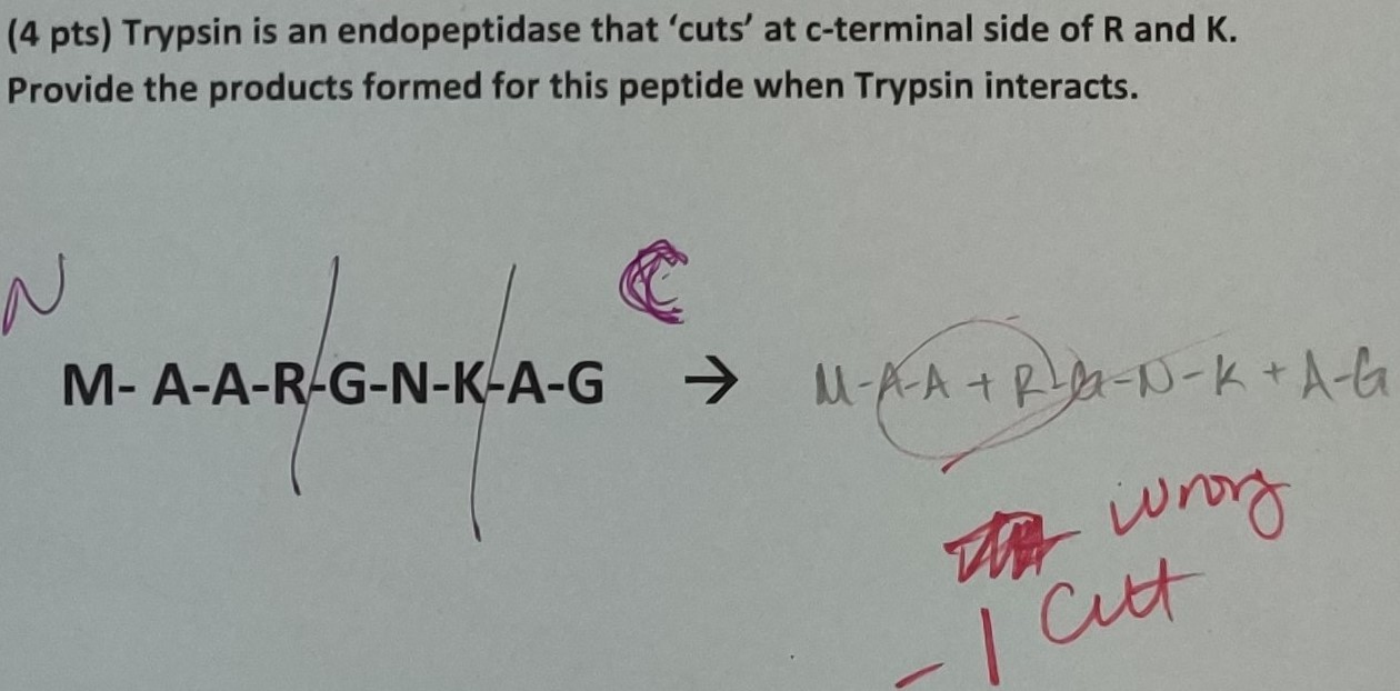 Solved (4 pts) Trypsin is an endopeptidase that 'cuts' at | Chegg.com