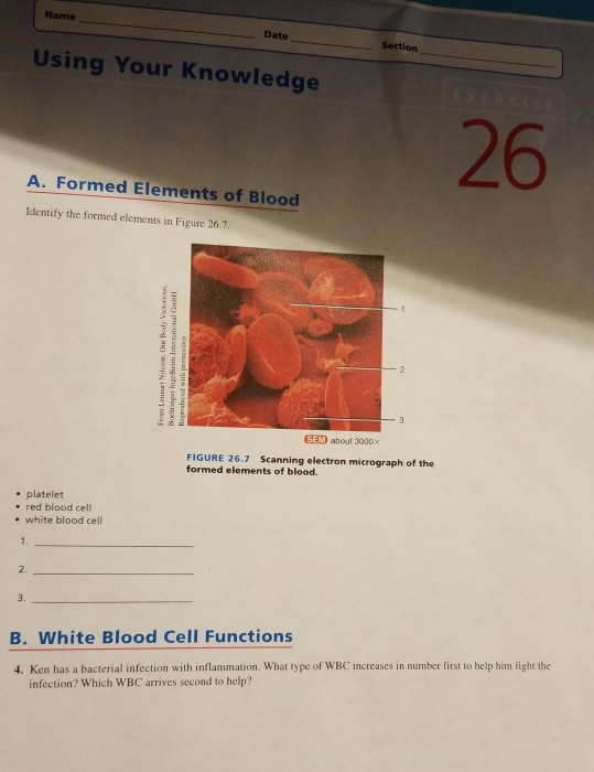 Name Date Section Using Your Knowledge 26 A. Formed | Chegg.com